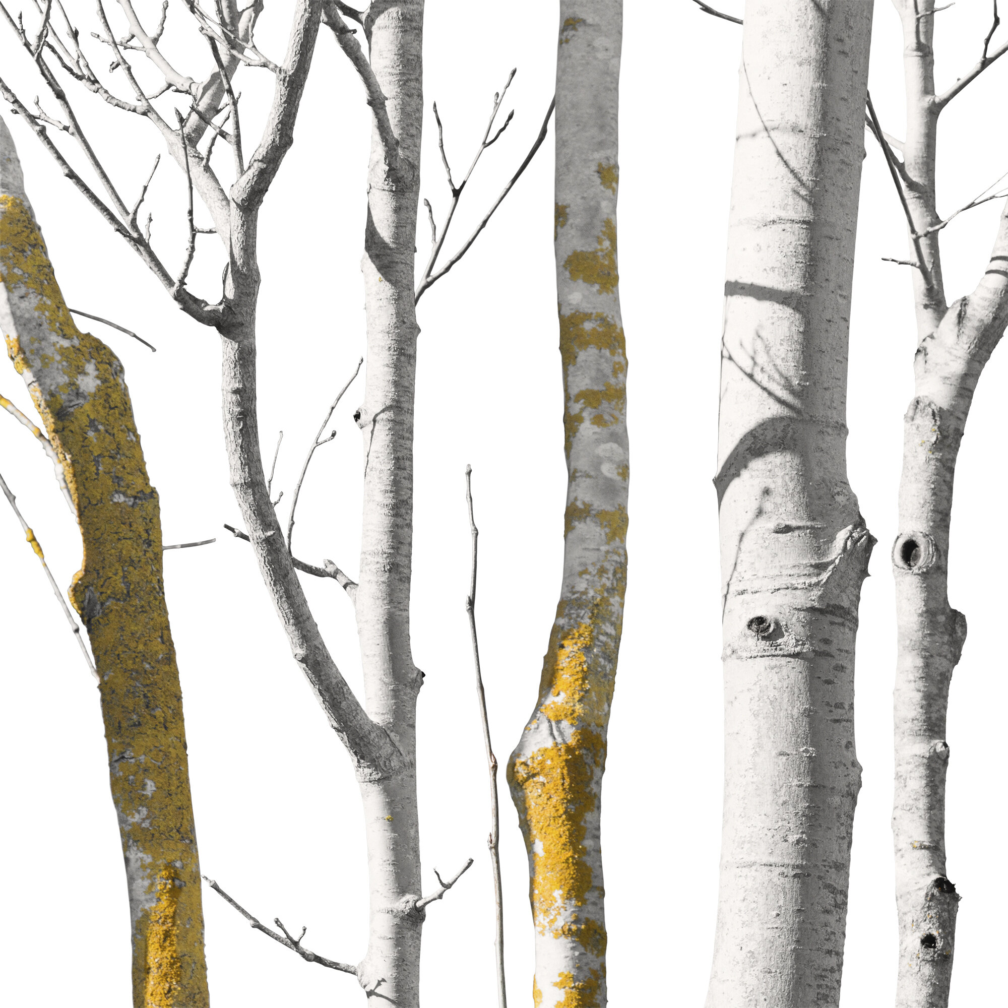 Aspen Screen California — Cristina Grajales Gallery